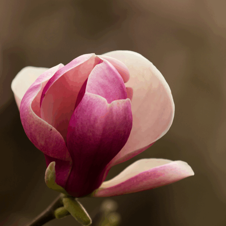 Magnolia In Bloom – Kreative Miss Kay